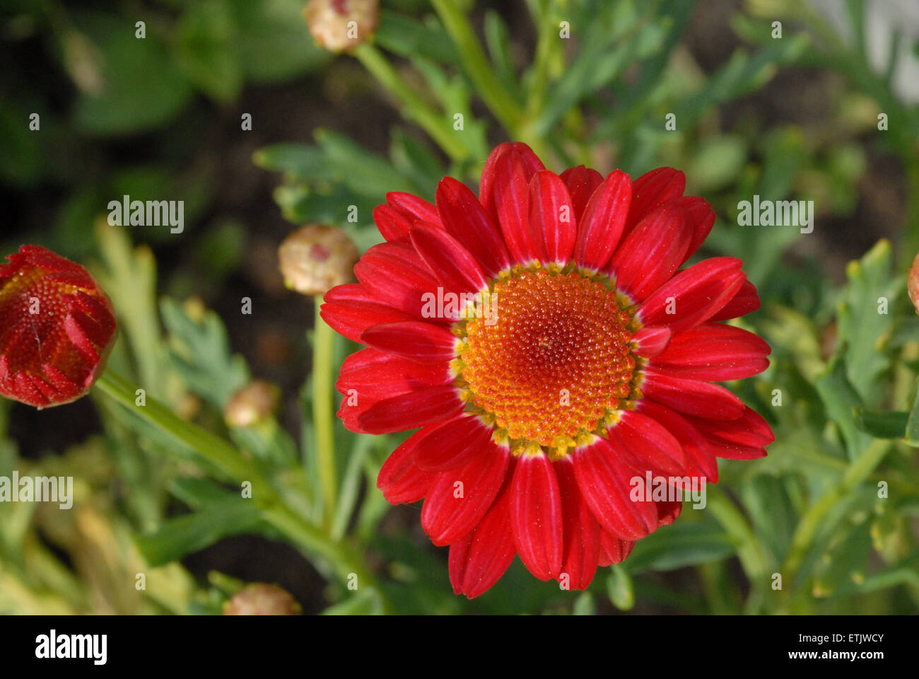 marguerite flower close up Stock Photo - Alamy