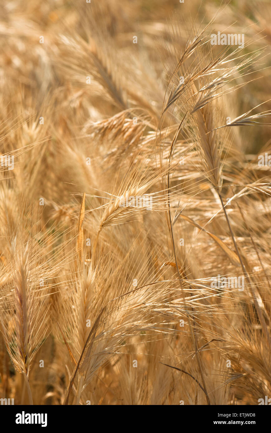 Dry grass pattern Stock Photo - Alamy