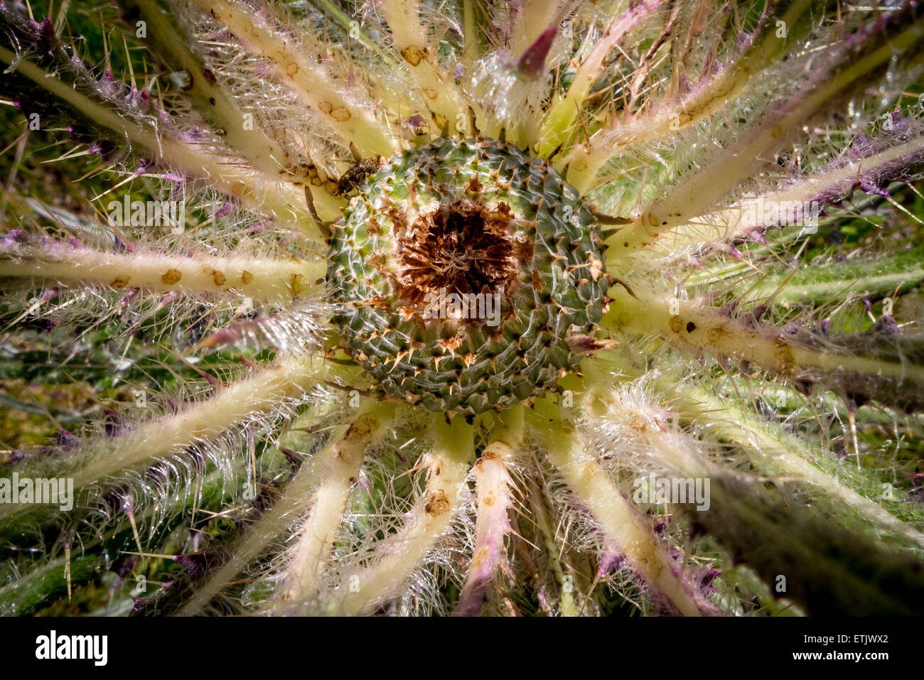 Everts thistle hi-res stock photography and images - Alamy
