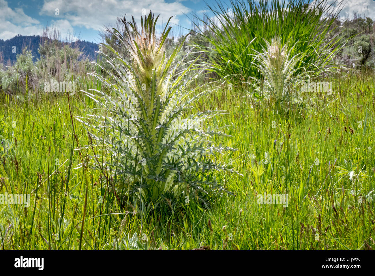 Evert's Thistle, or Cirsium Foliosum, in Yellowstone National Park ...
