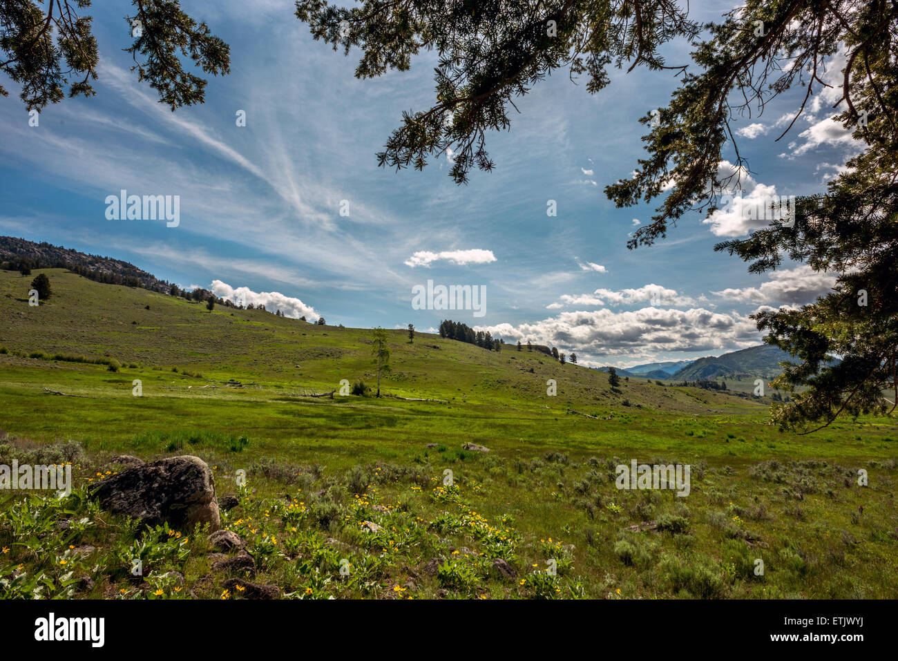 On a wilderness trail within Yellowstone National Park, Montana USA ...