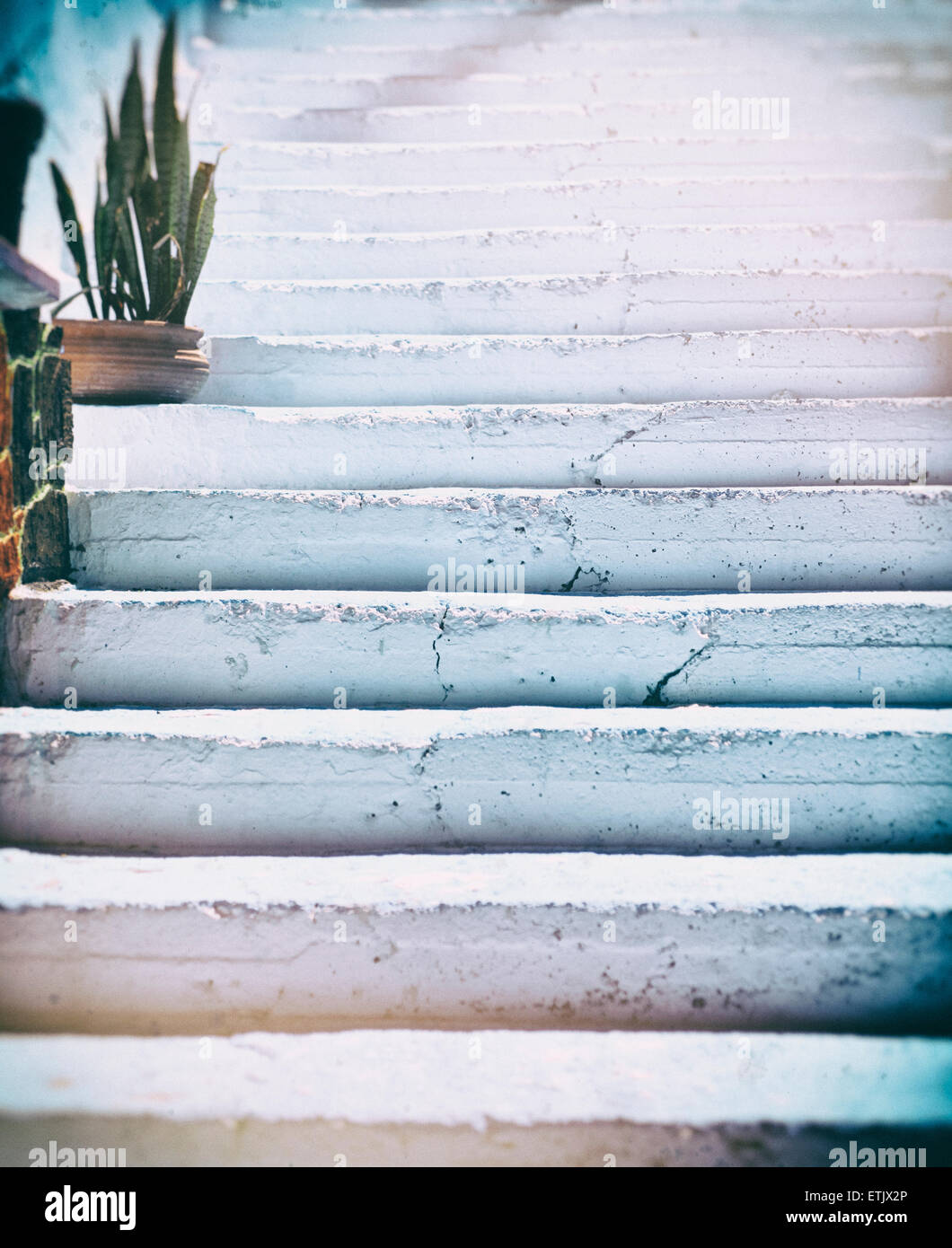 White blue steps and a plant in Crete, Greece Stock Photo - Alamy