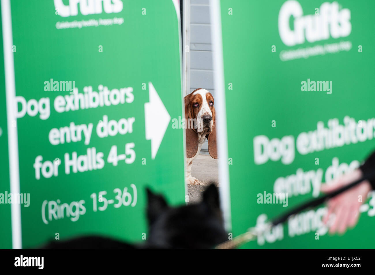 Crufts 2015 international dog show opening day held at the NEC ...