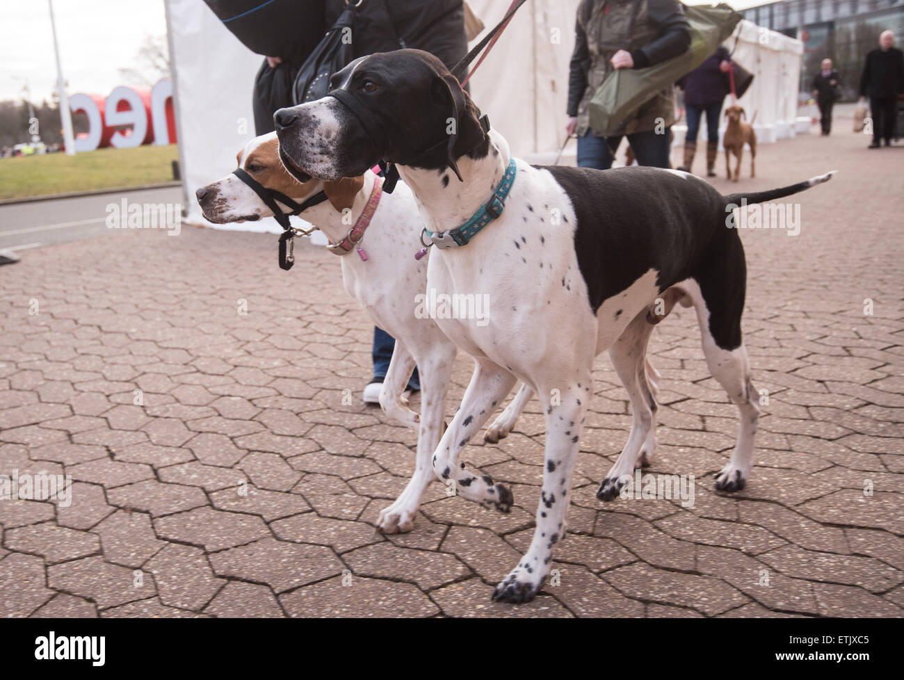Crufts 2015 international dog show opening day held at the NEC ...