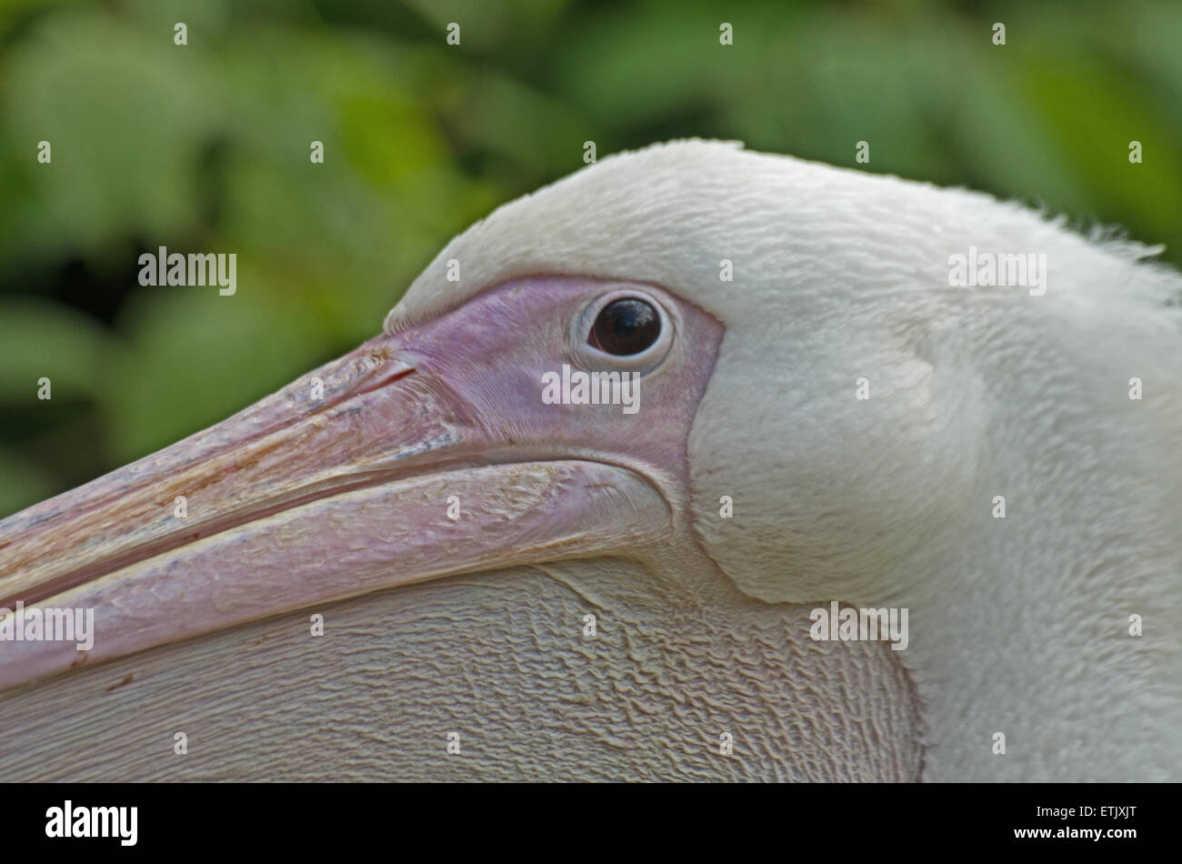Head of Great White Pelican Pelecanus Onocrotalus Stock Photo - Alamy