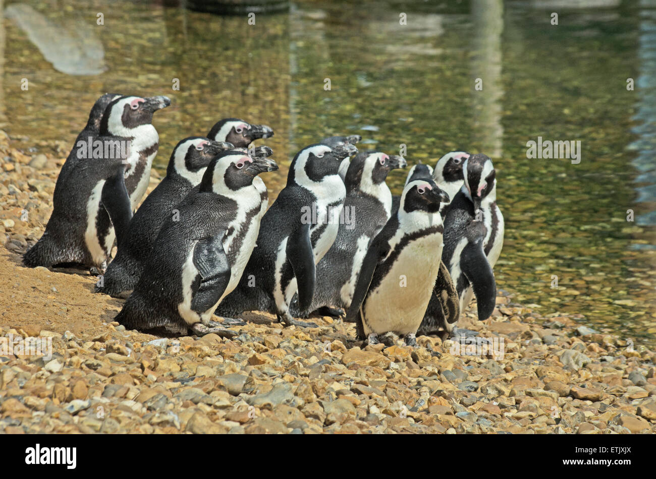 African Penguin, Spheniscus Demerus Stock Photo - Alamy