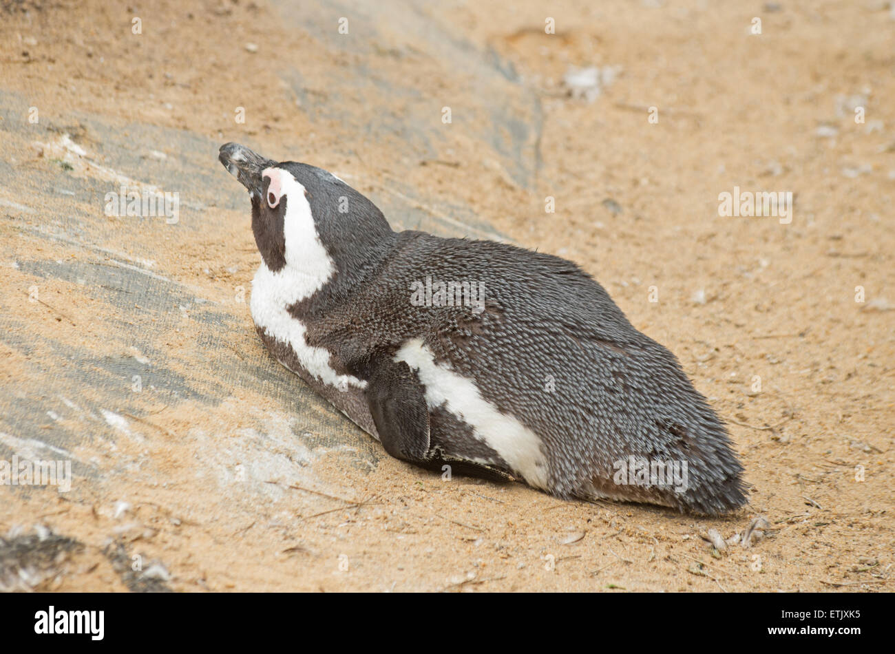African Penguin, Spheniscus Demerus Stock Photo - Alamy
