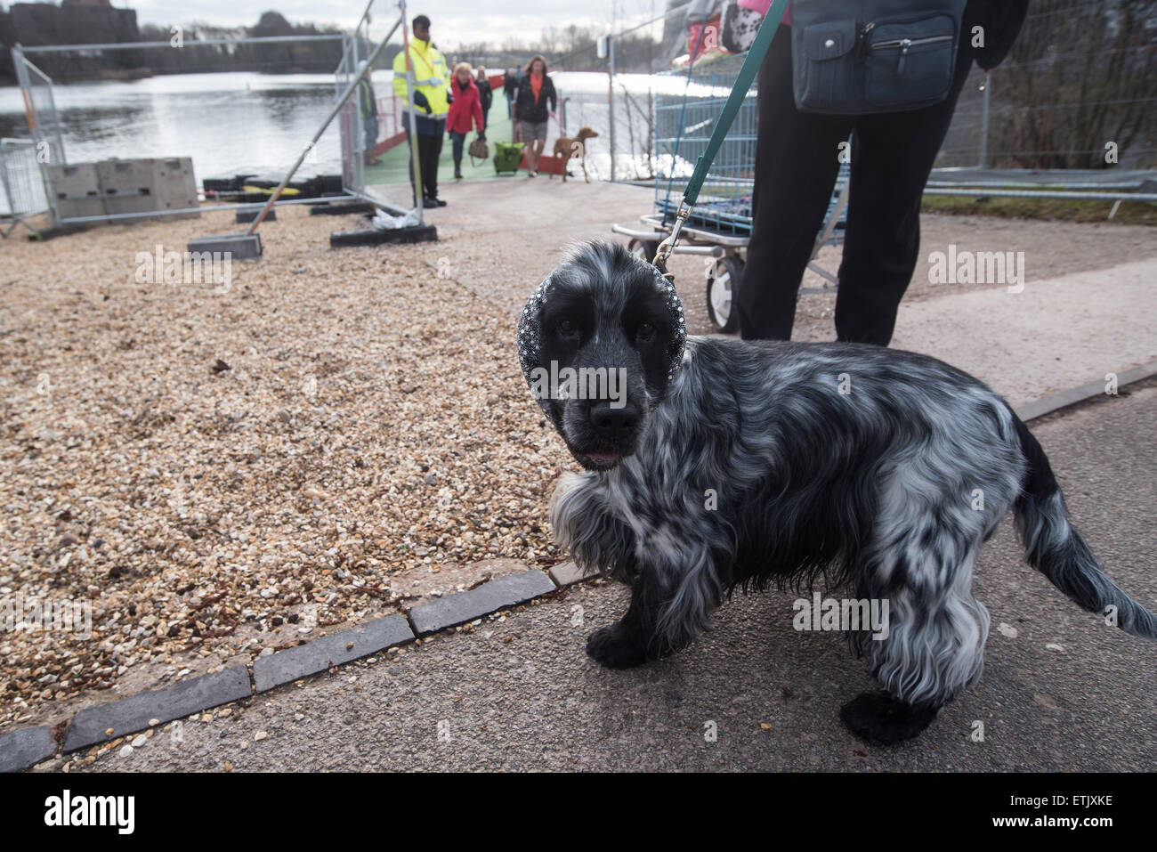 Crufts 2015 international dog show opening day held at the NEC ...