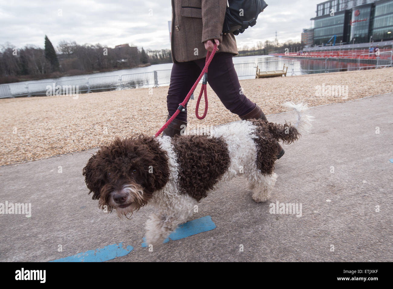 Crufts 2015 international dog show opening day held at the NEC ...