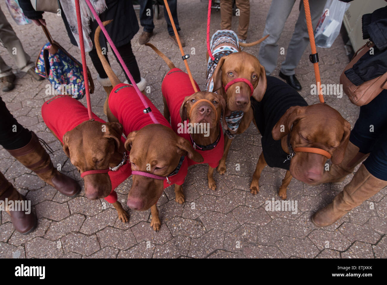 Crufts 2015 international dog show opening day held at the NEC ...