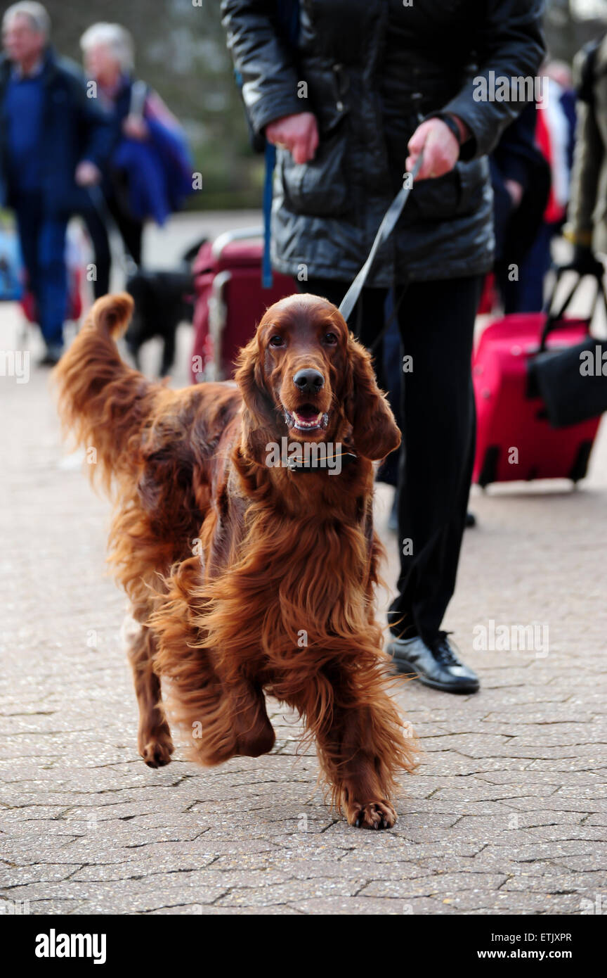 Crufts 2015 Opening Day held at the NEC Birmingham - Day 1 Featuring ...