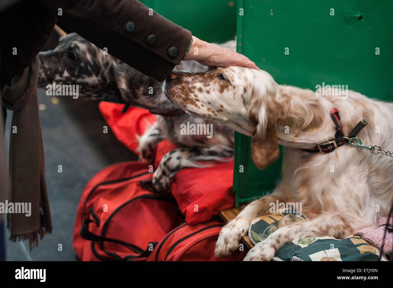 Crufts 2015 international dog show opening day held at the NEC ...