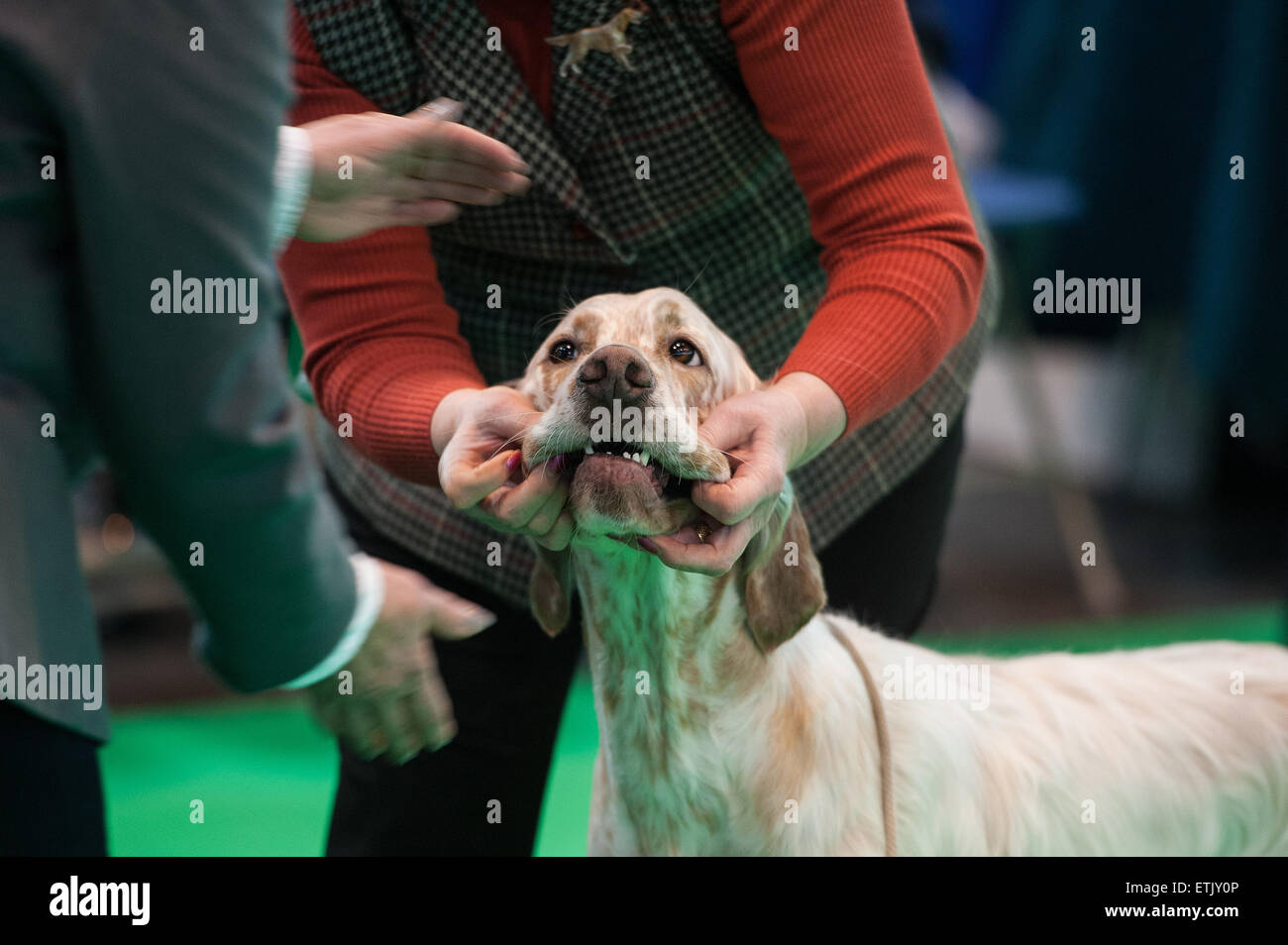 Crufts 2015 international dog show opening day held at the NEC ...