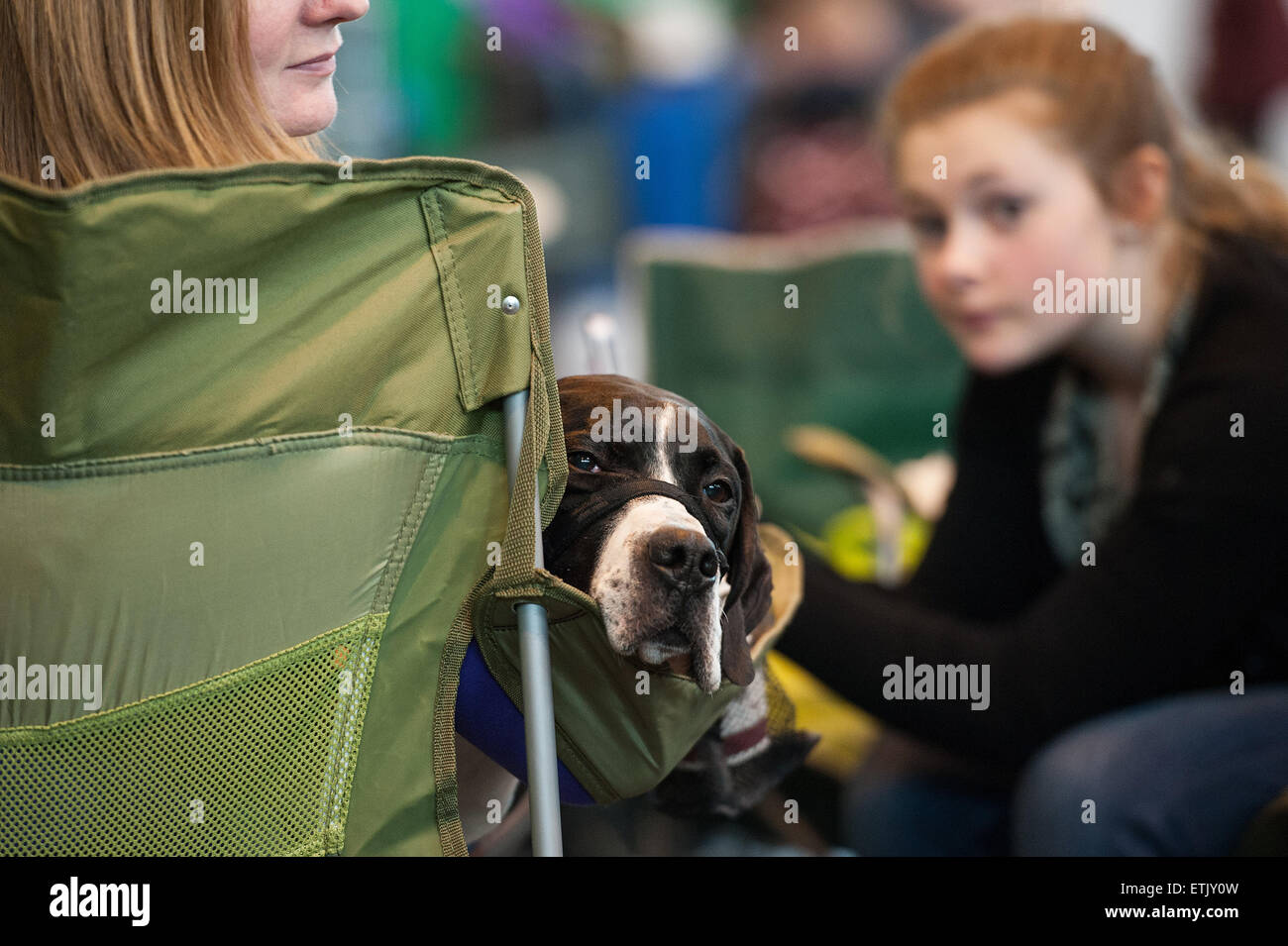 Crufts 2015 international dog show opening day held at the NEC ...