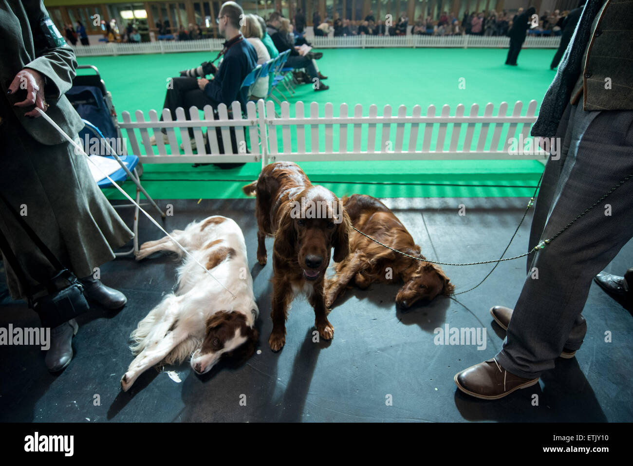 Crufts 2015 international dog show opening day held at the NEC ...