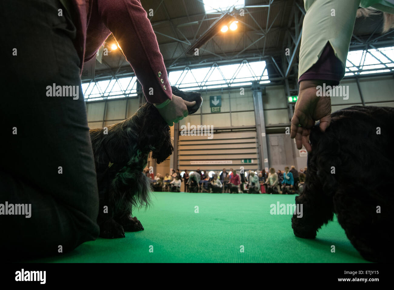 Crufts 2015 international dog show opening day held at the NEC ...