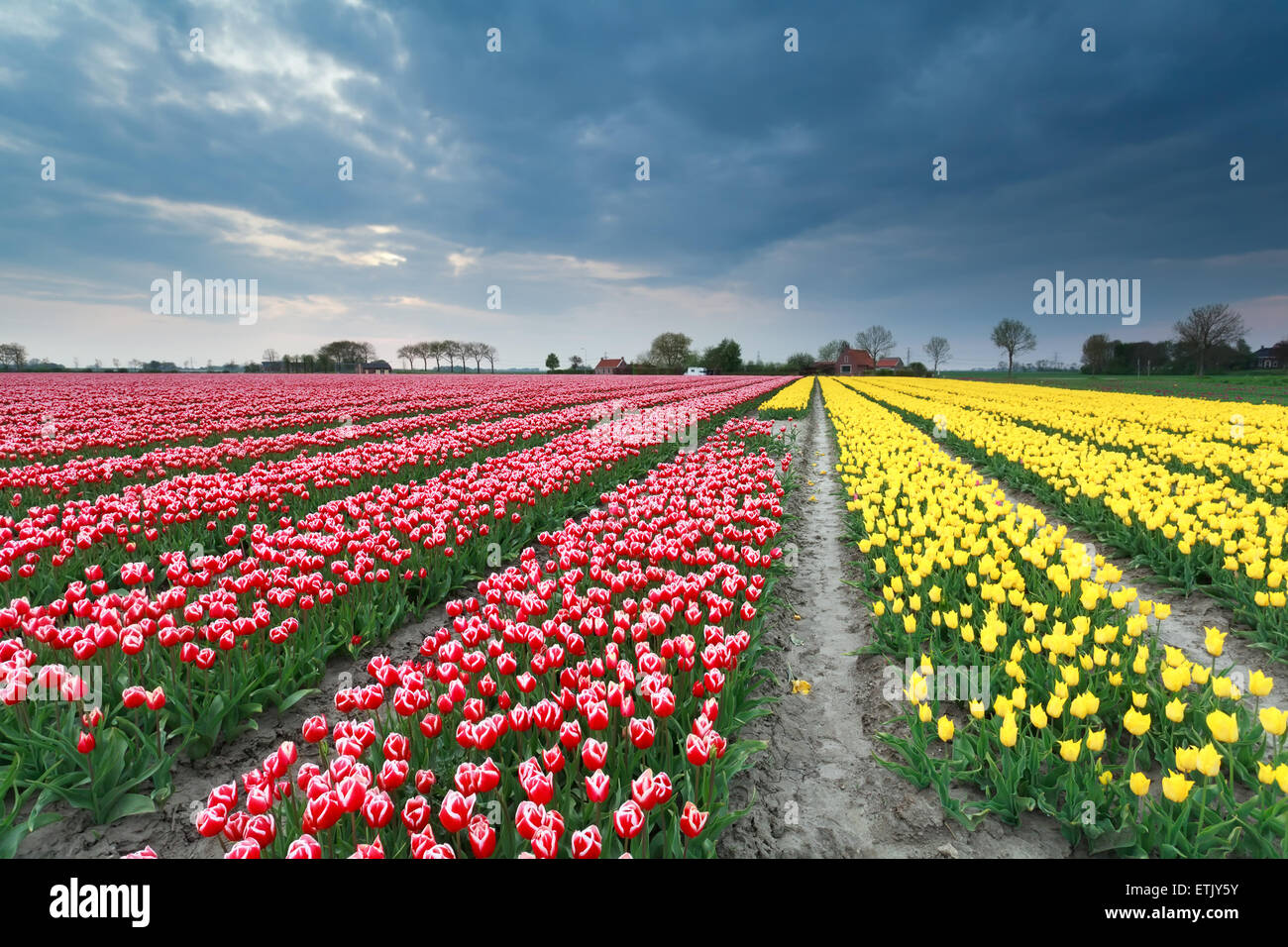 colorful spring tulip field in Holland Stock Photo - Alamy