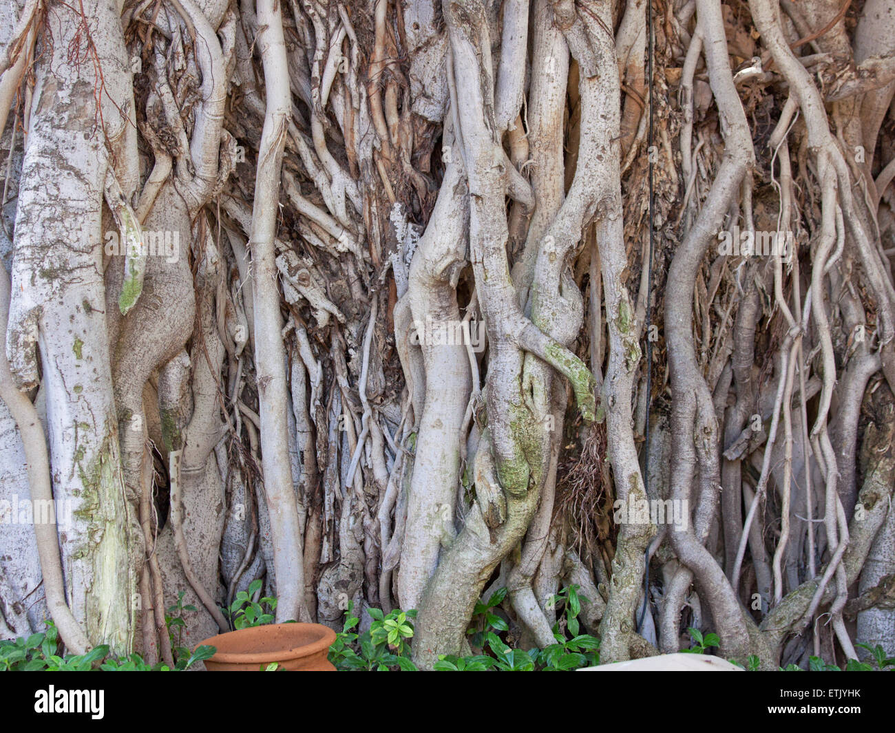 Banyan Tree (Ficus benghalensis) at a roadside in Rajasthan, India. The ...
