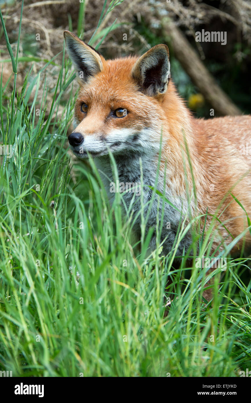 Vulpes vulpes hunt hi-res stock photography and images - Alamy