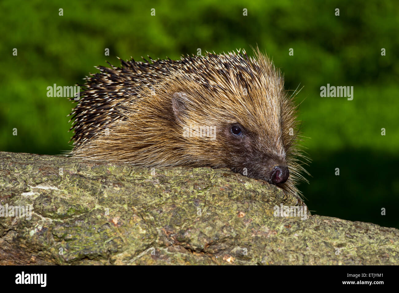 European Hedgehog (erinaceus europaeus Stock Photo - Alamy