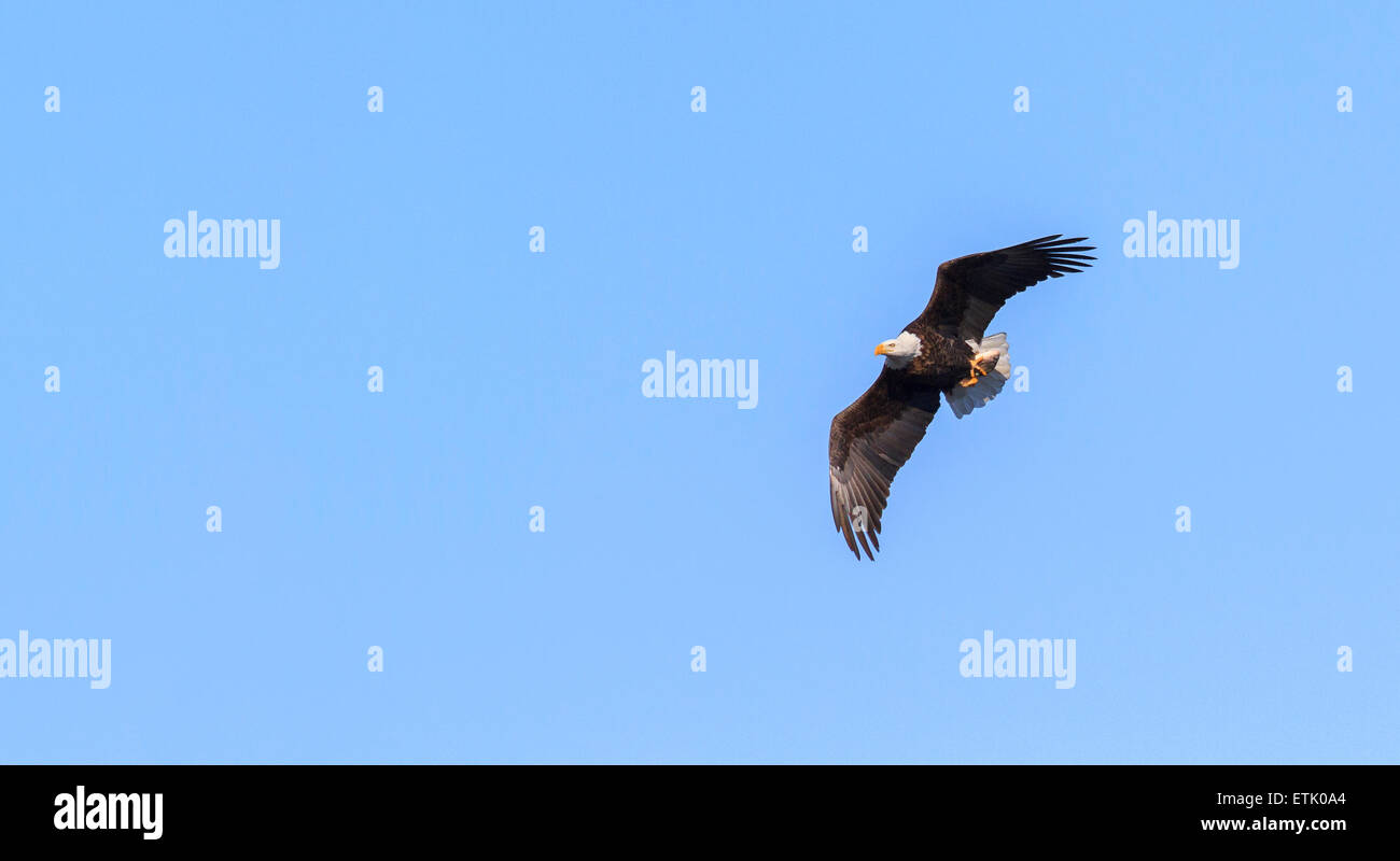Bald eagle flying with fish hi-res stock photography and images - Alamy
