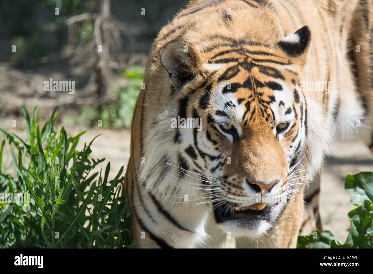 Tiger hunting hi-res stock photography and images - Alamy
