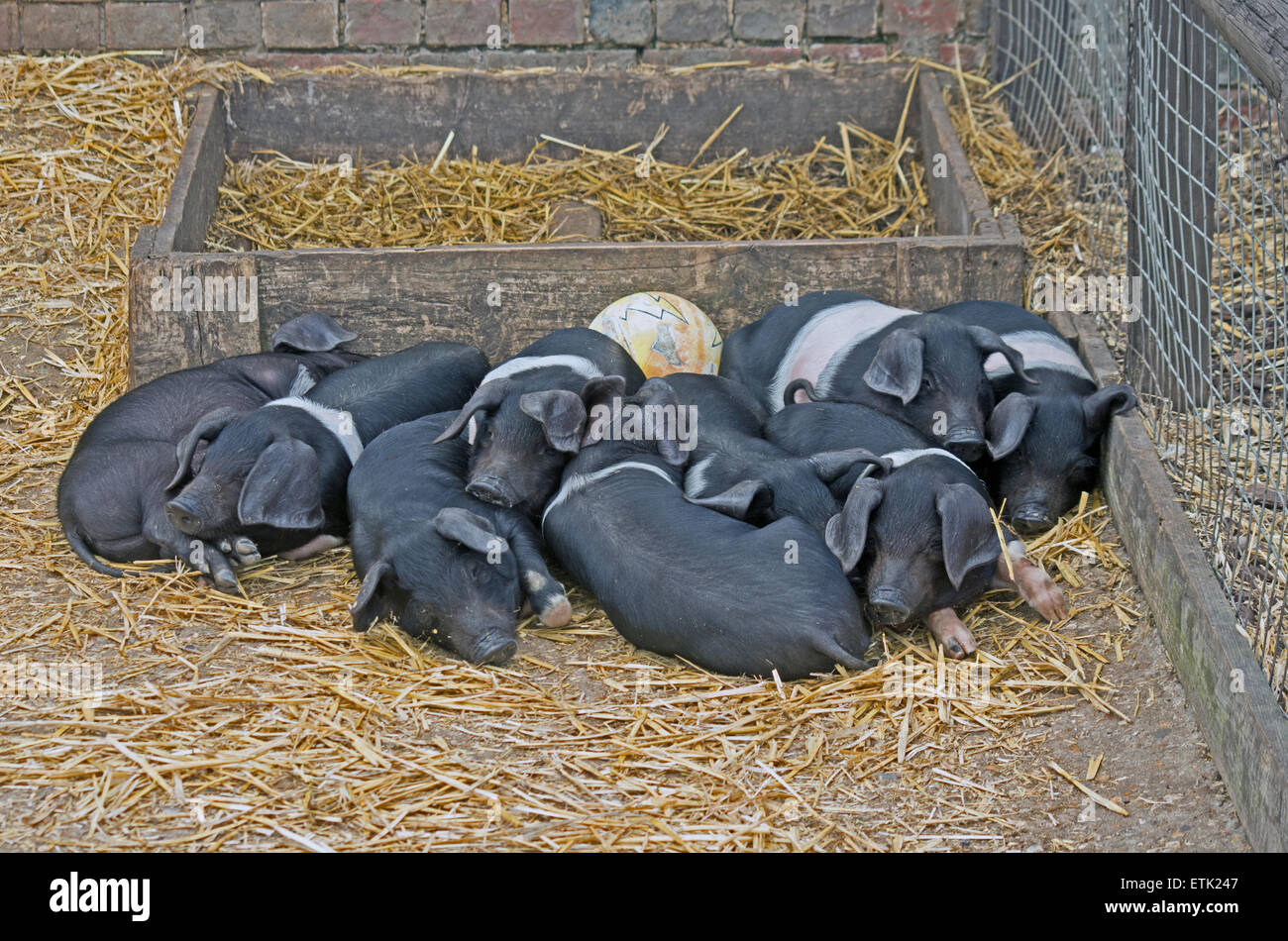 British Saddleback Piglets Stock Photo - Alamy