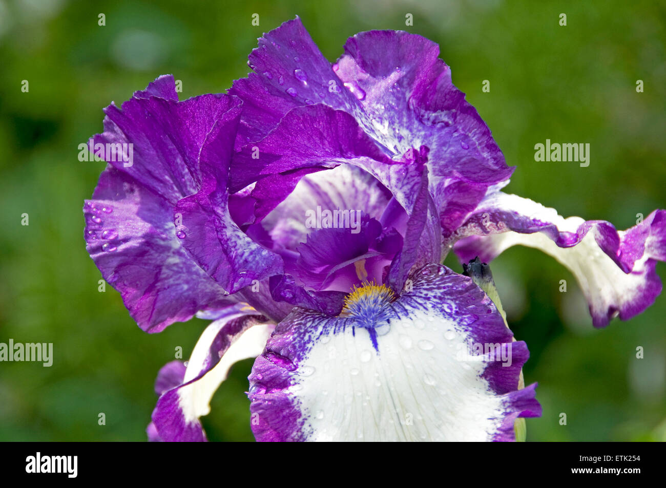Beautiful iris hi-res stock photography and images - Alamy