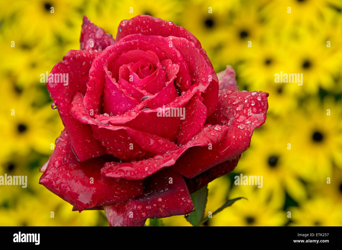 Red rose with raindrops Stock Photo - Alamy