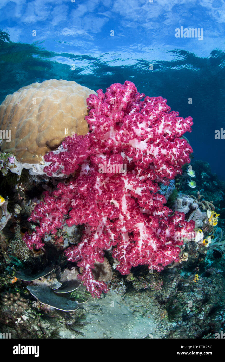 A colorful soft coral colony (Dendronephthya sp.) grows on a coral reef ...