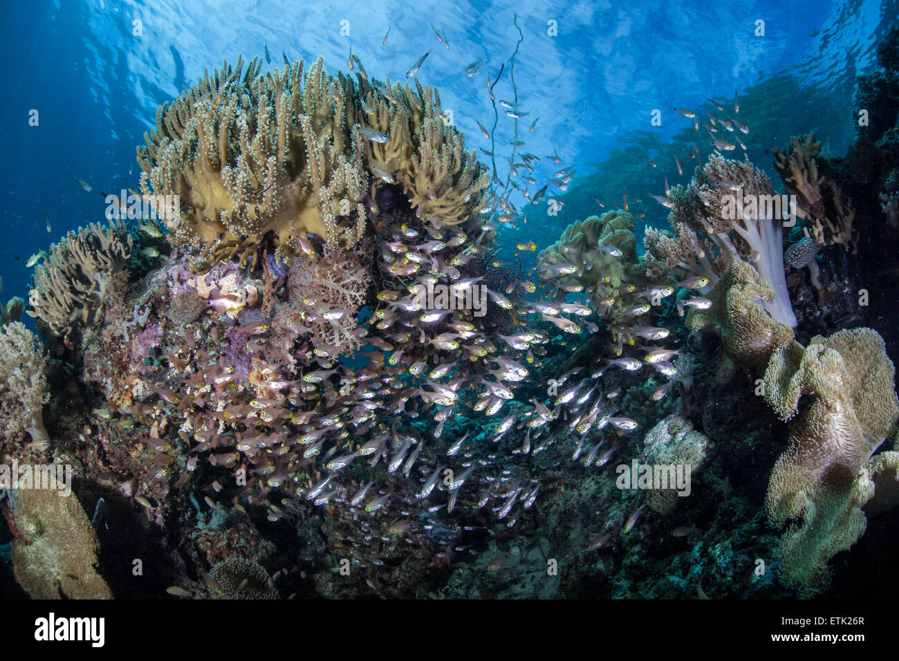 Juvenile cardinalfish swim in a school on a coral reef in Raja Ampat ...
