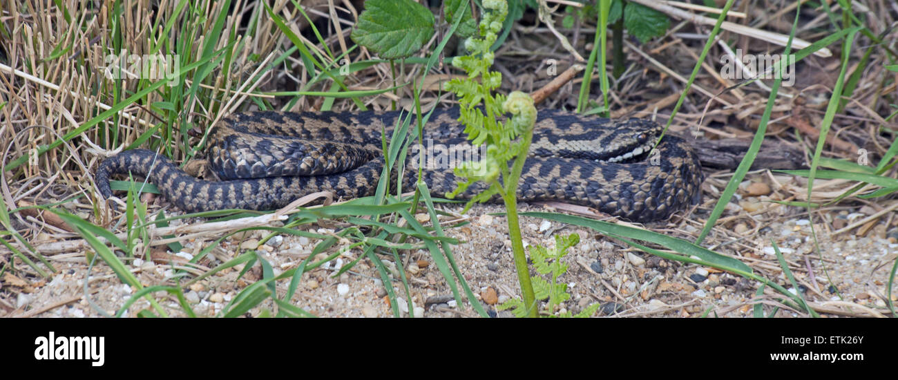 Adder Snake Vipera Berus Stock Photo - Alamy