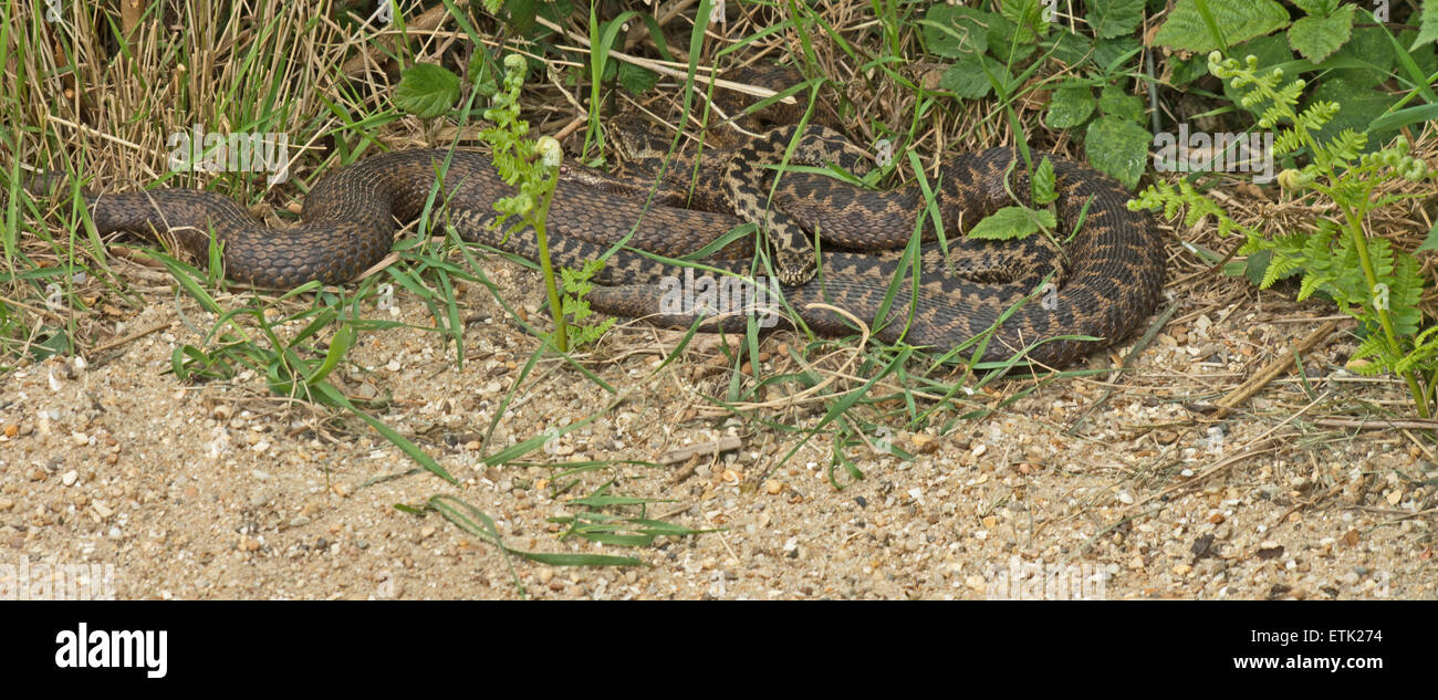 Adder snake hi-res stock photography and images - Alamy