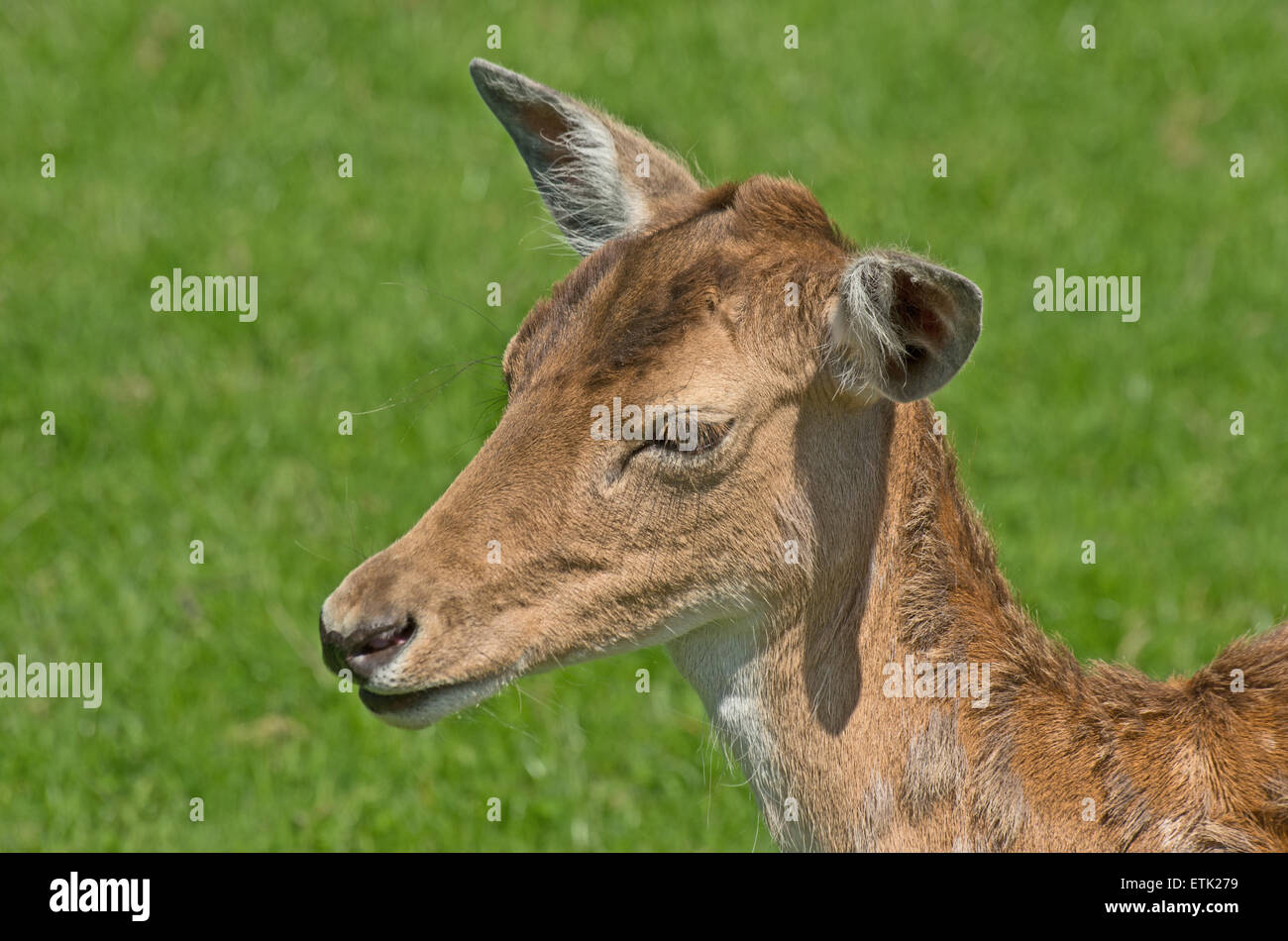 FALLOW DEER Head, Dama Dama Stock Photo - Alamy