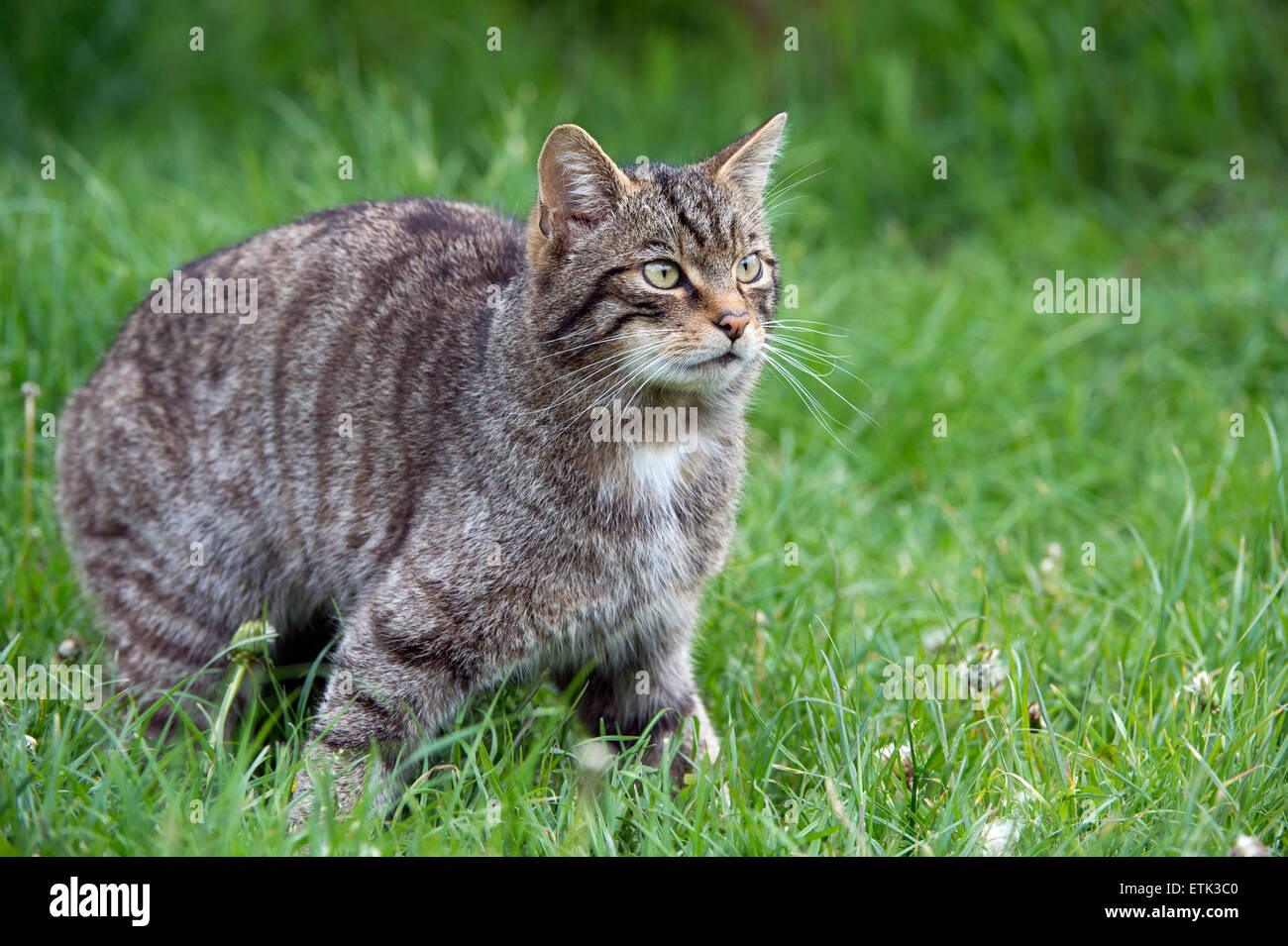 Endangered scottish wildcat hi-res stock photography and images - Alamy