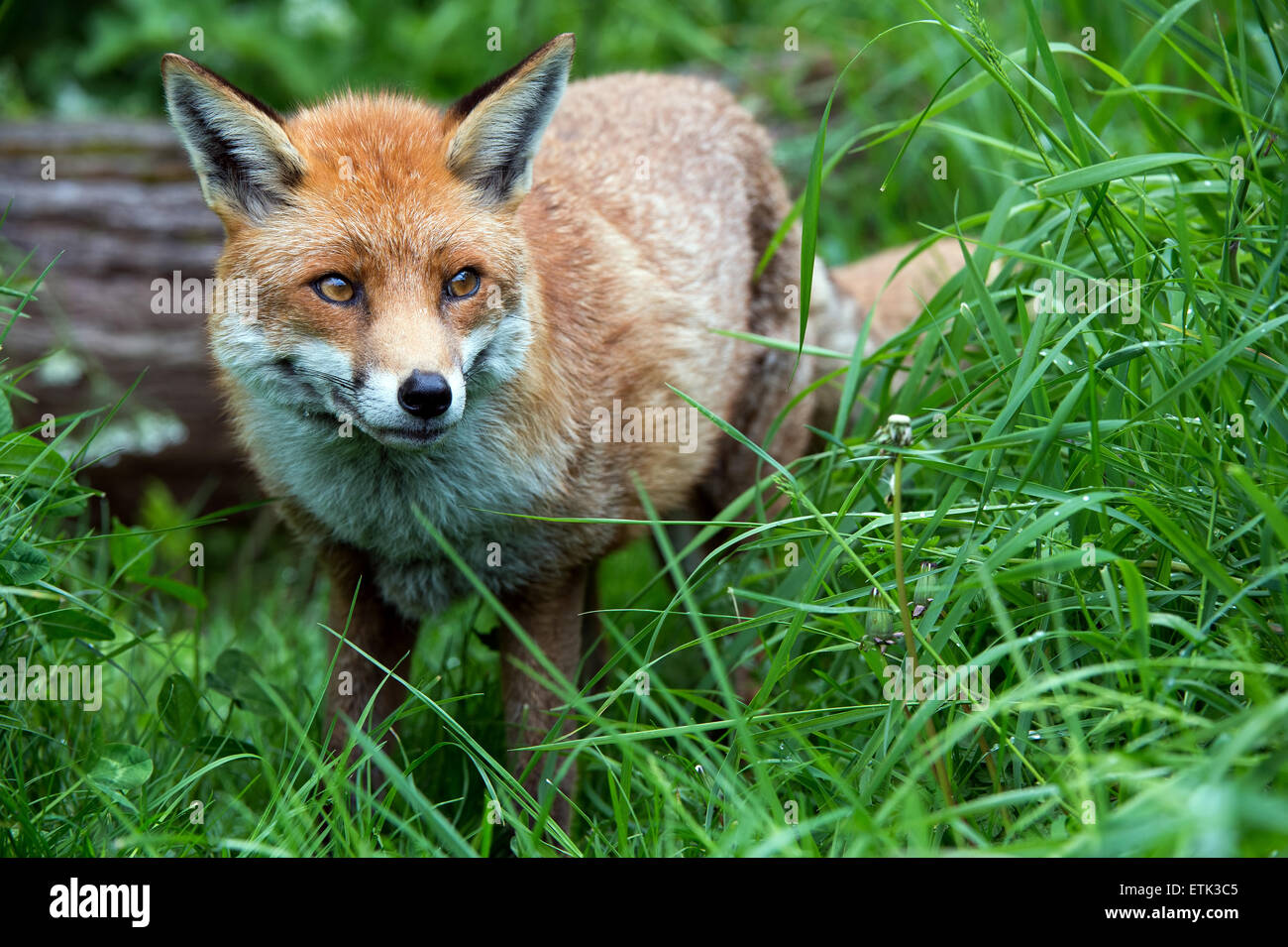 Red Fox (vulpes vulpes Stock Photo - Alamy