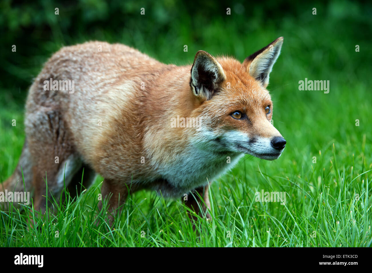 Alert red fox vulpes hi-res stock photography and images - Alamy
