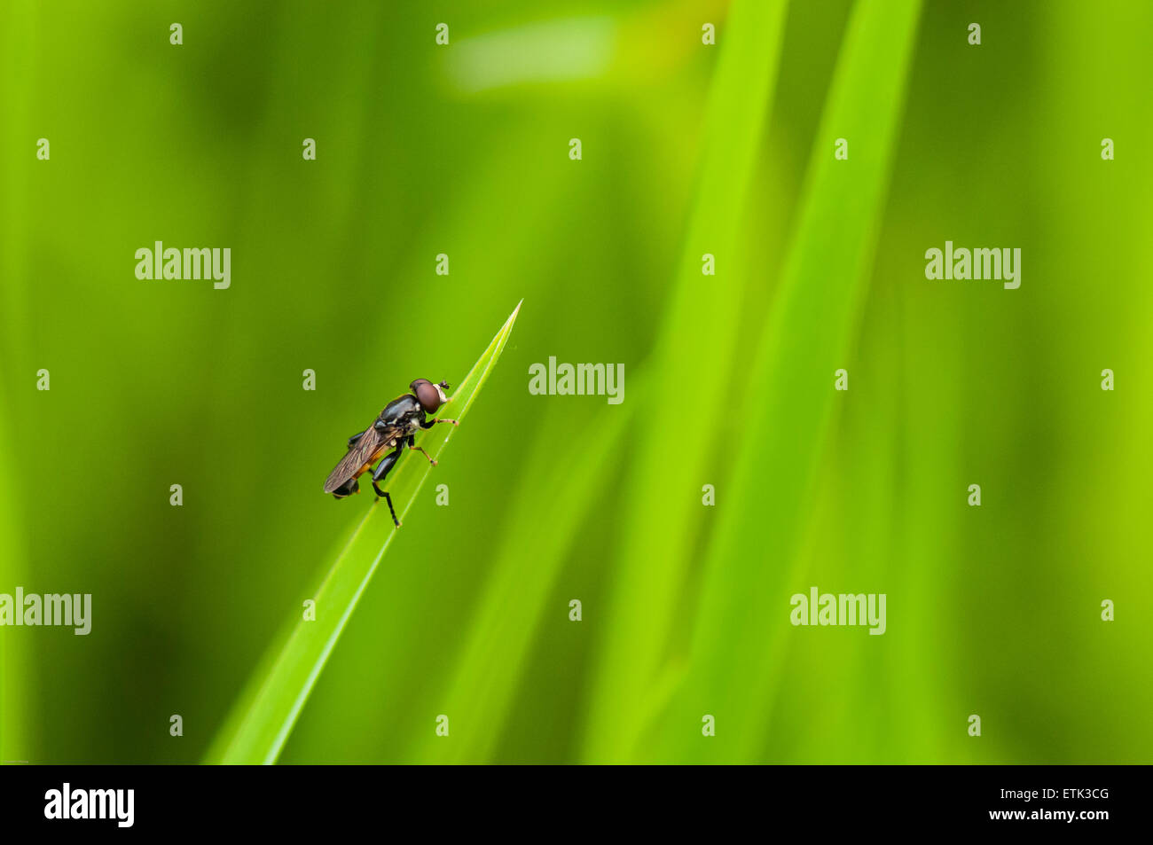 Parasitoids fly hi-res stock photography and images - Alamy