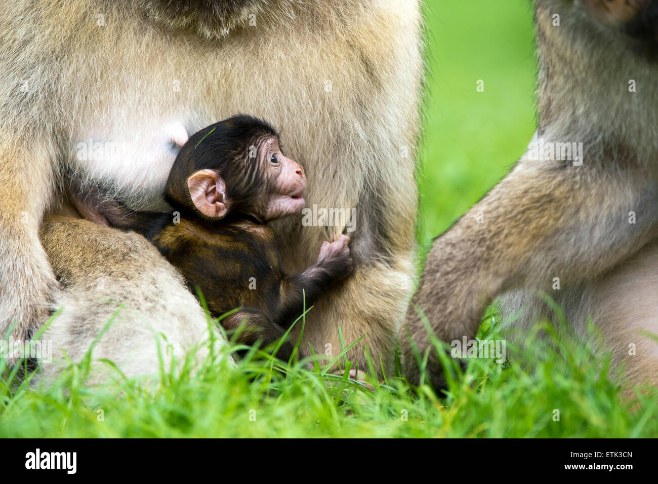 Baby Barbary Macaque (macaca sylvanus Stock Photo - Alamy