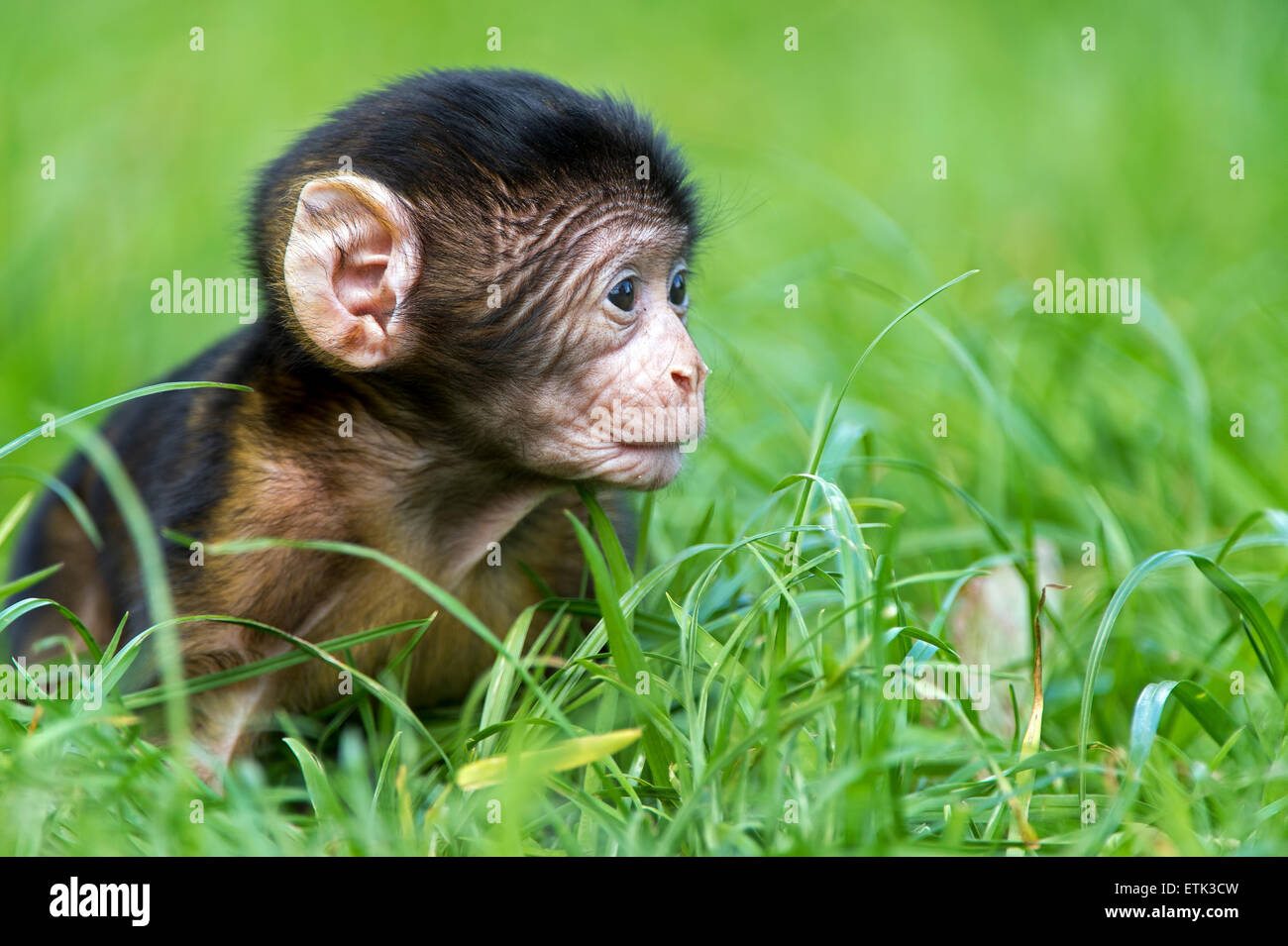Baby barbary macaque hi-res stock photography and images - Alamy