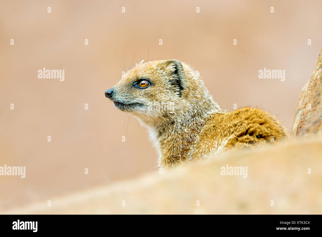 Yellow Mongoose (cynictis penicillata Stock Photo - Alamy