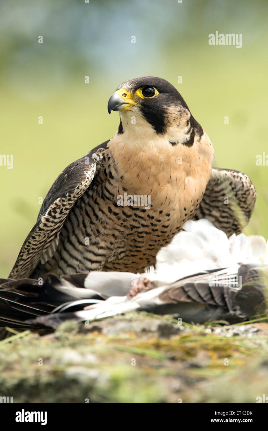 Peregrine falcon hi-res stock photography and images - Alamy