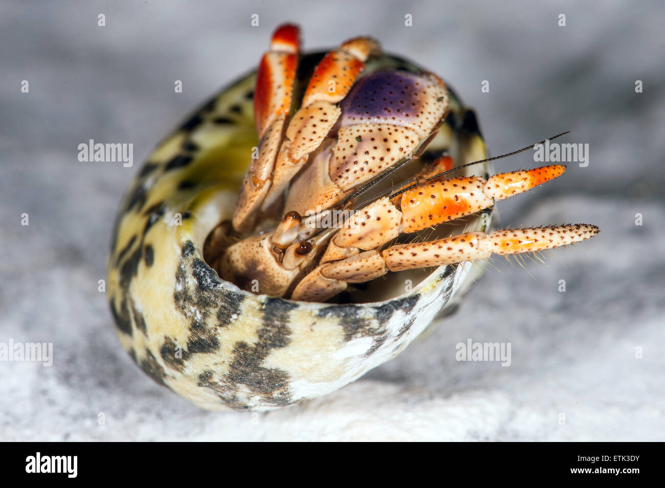 Clypeatus hi-res stock photography and images - Alamy