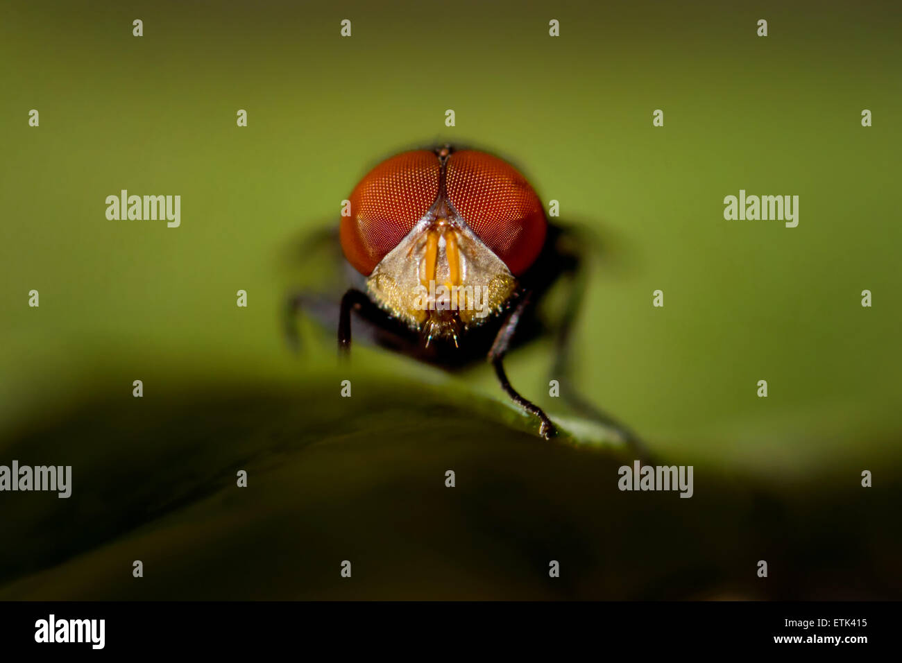 Waiting to fly off hi-res stock photography and images - Alamy