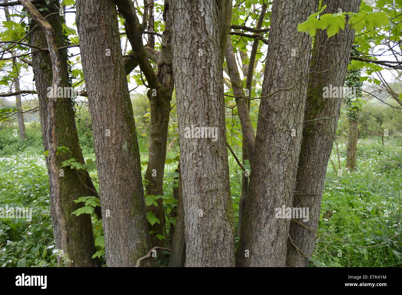 A circle of tree trunks in a wood Stock Photo - Alamy