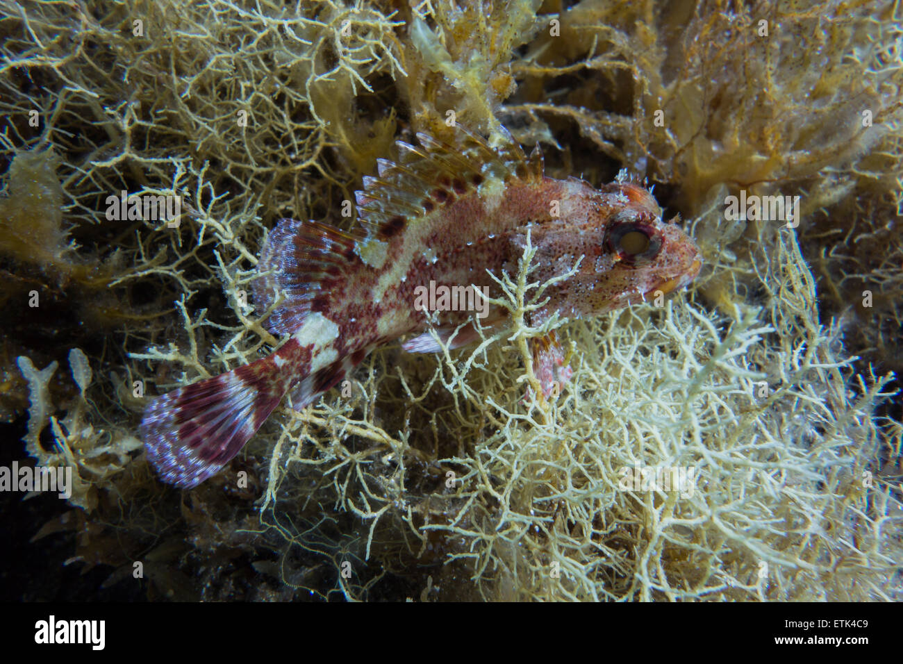 Dwarf Rockfish, Scorpaena notate, on algae bed in the Mediterranean Sea ...