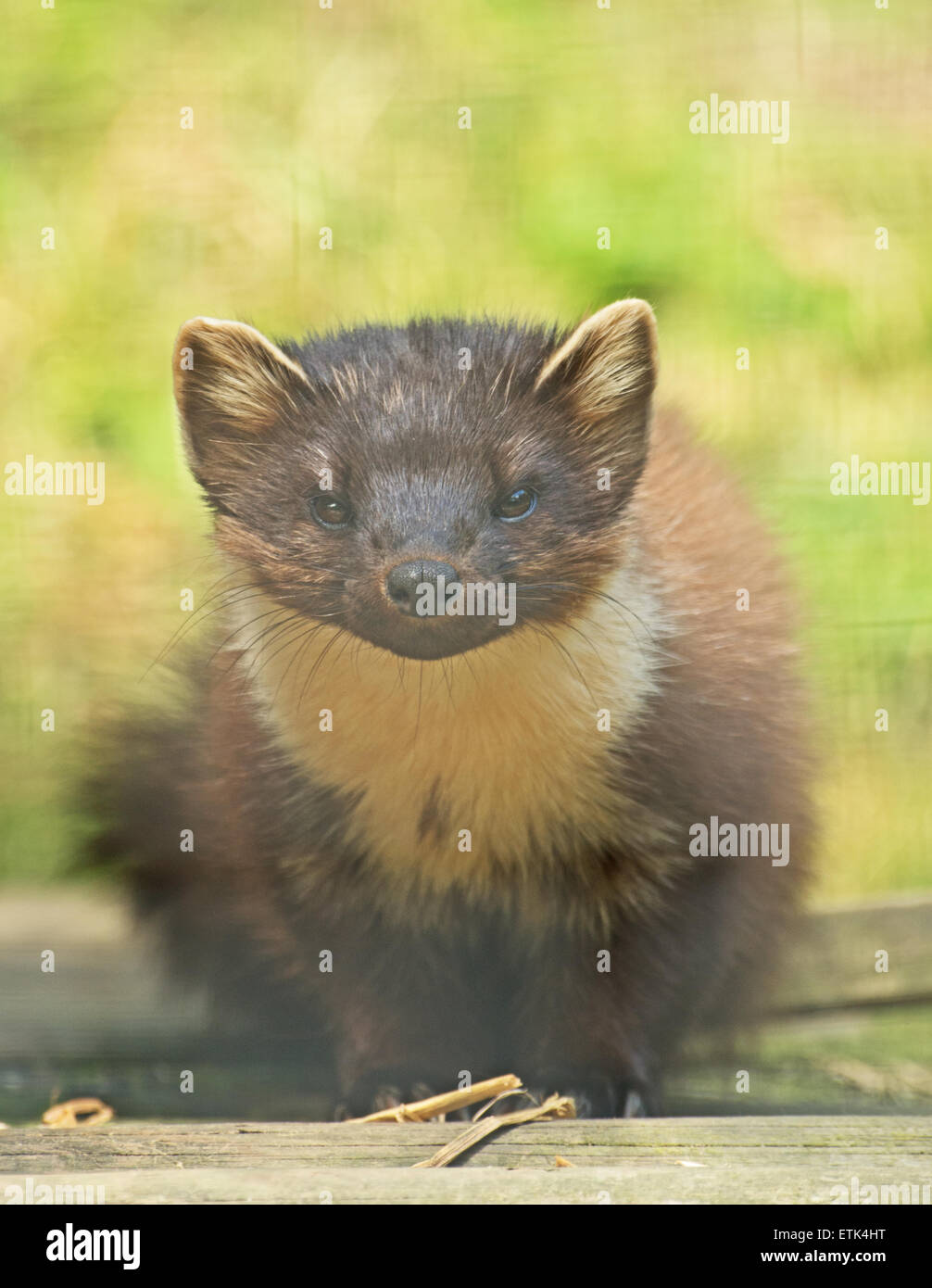 Pine martin hi-res stock photography and images - Alamy