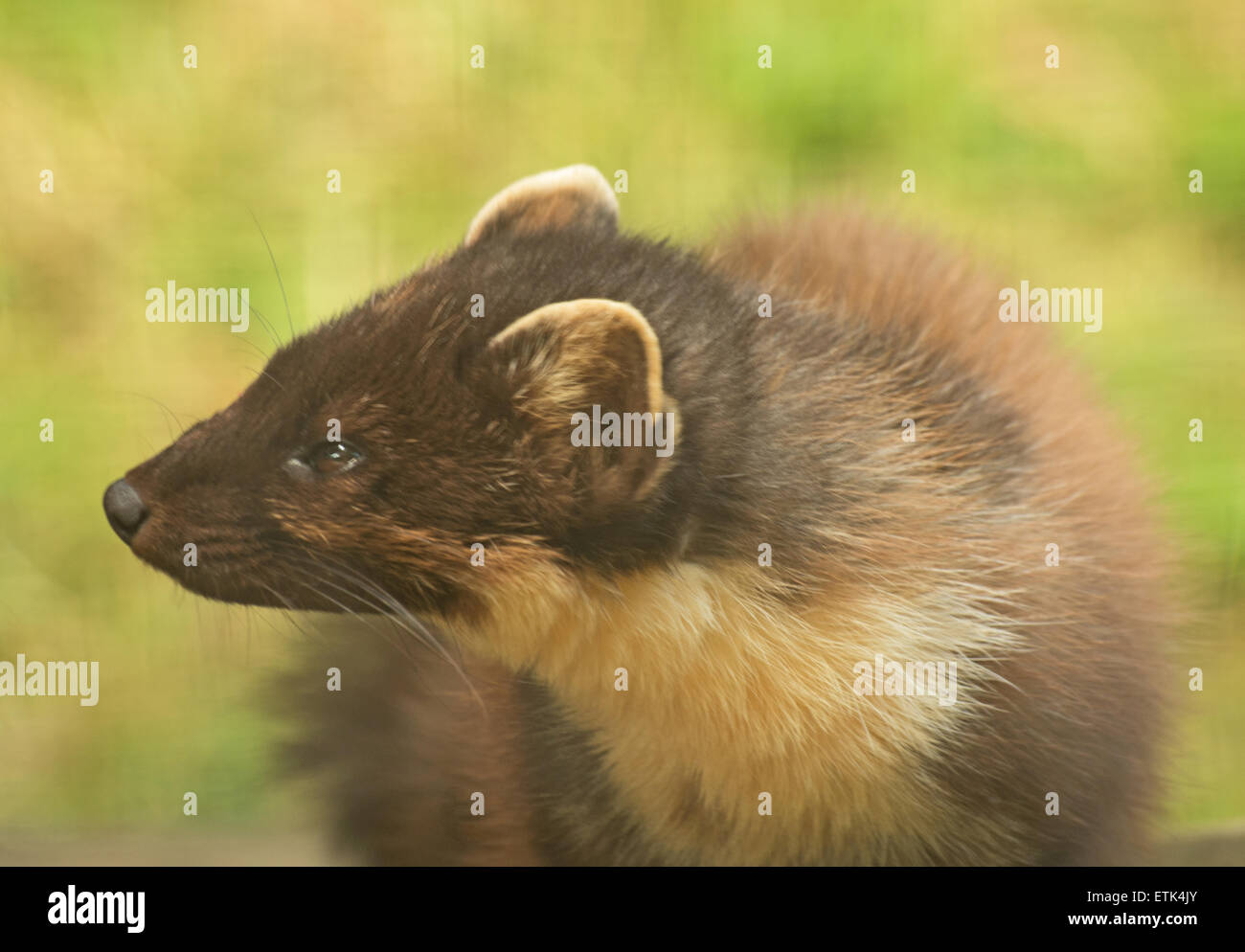 Pine martin hi-res stock photography and images - Alamy