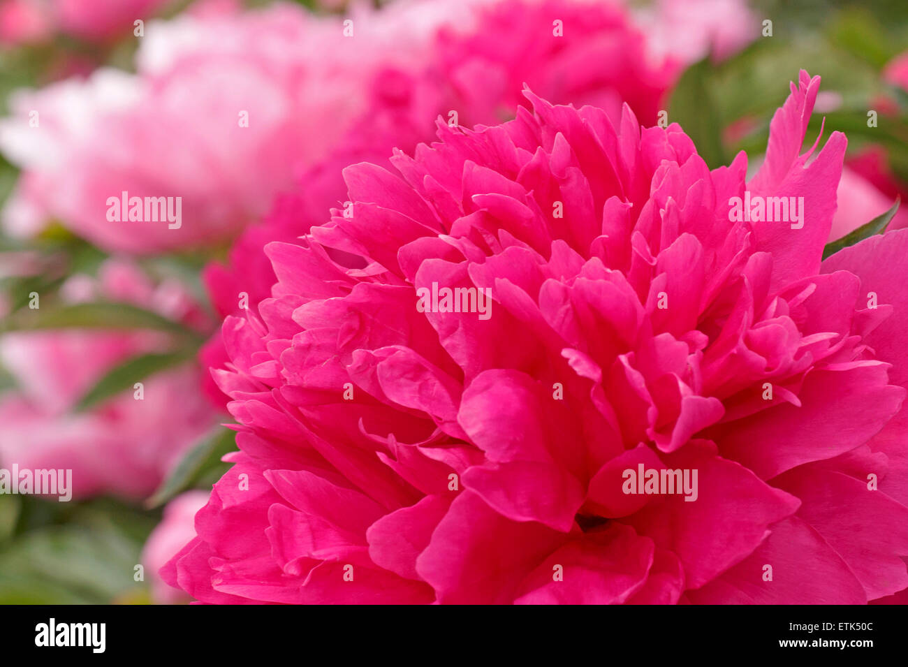 Peony flora hi-res stock photography and images - Alamy