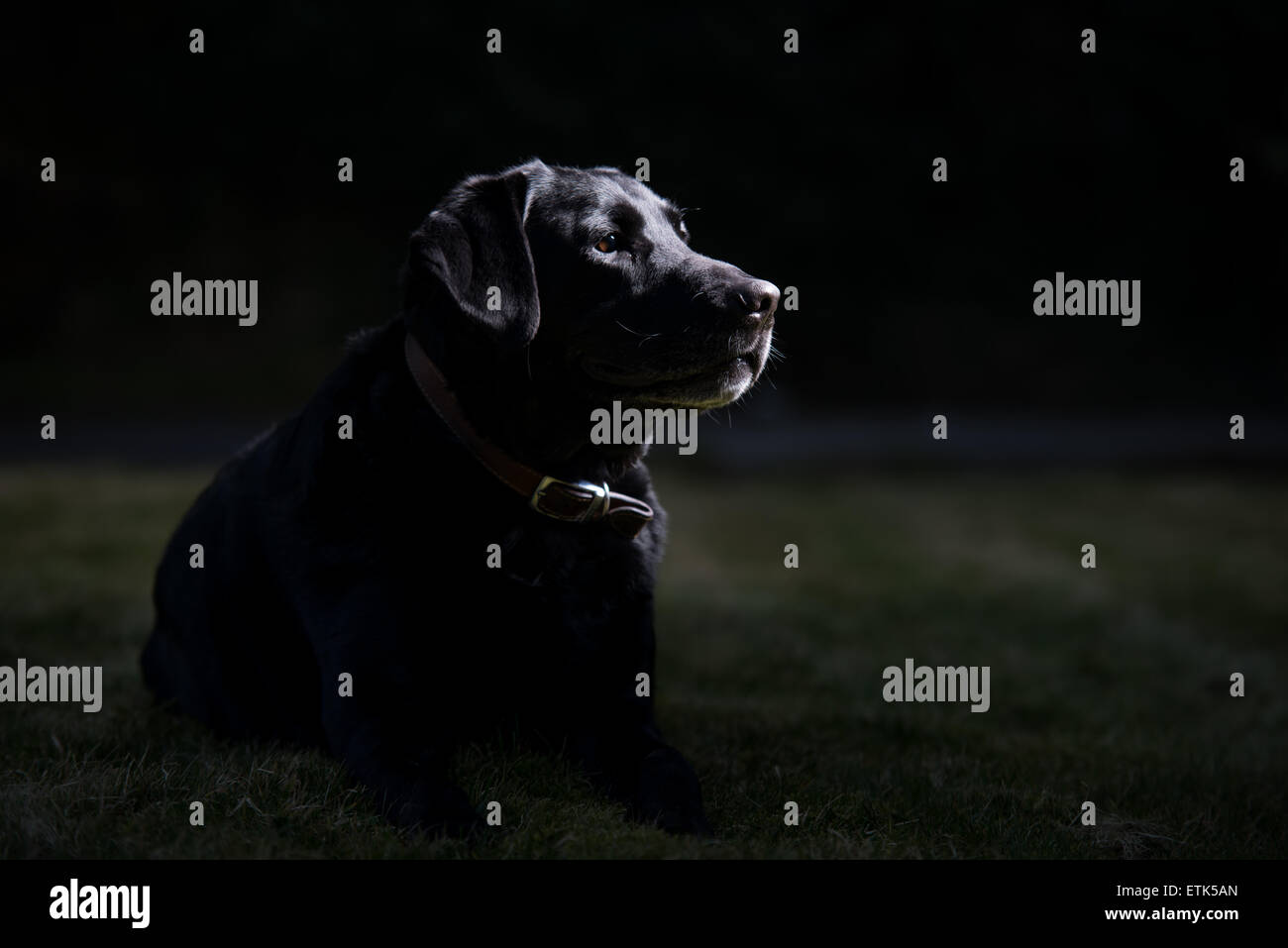 A photo of a black Labrador Retriever with very dramatic lighting Stock ...